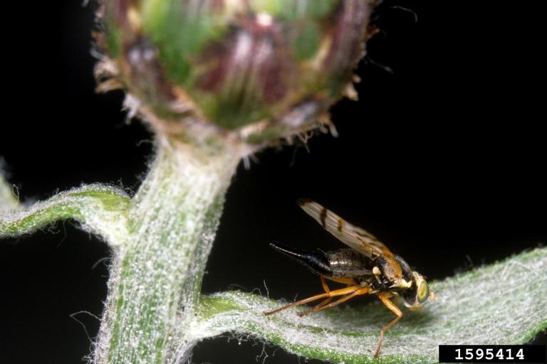 knapweed gall fly (Urophora affinis (Frauenfeld, 1857))