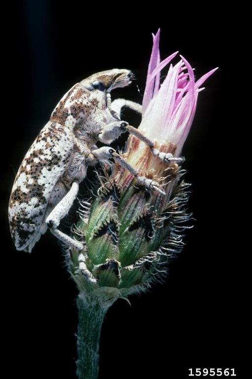 knapweed root weevil (Cyphocleonus achates (Fahraeus, 1842))