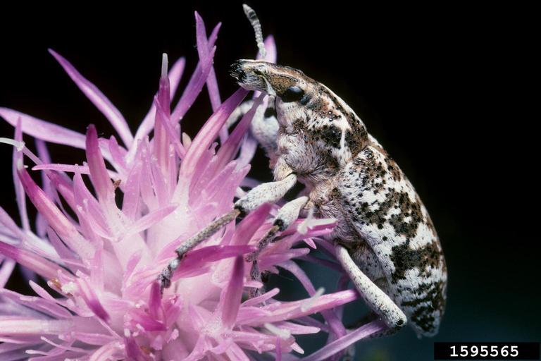 knapweed root weevil (Cyphocleonus achates (Fahraeus, 1842))