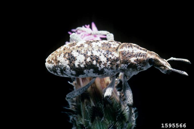 knapweed root weevil (Cyphocleonus achates (Fahraeus, 1842))