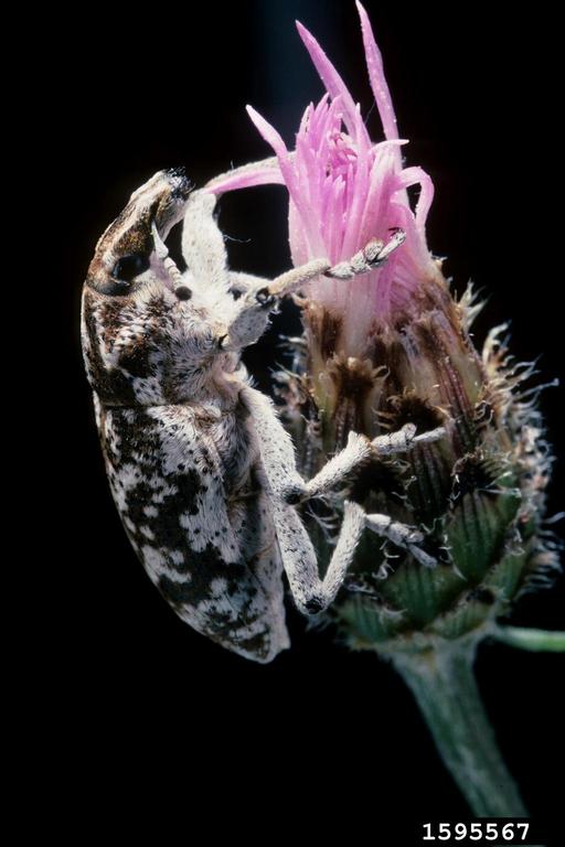 knapweed root weevil (Cyphocleonus achates)