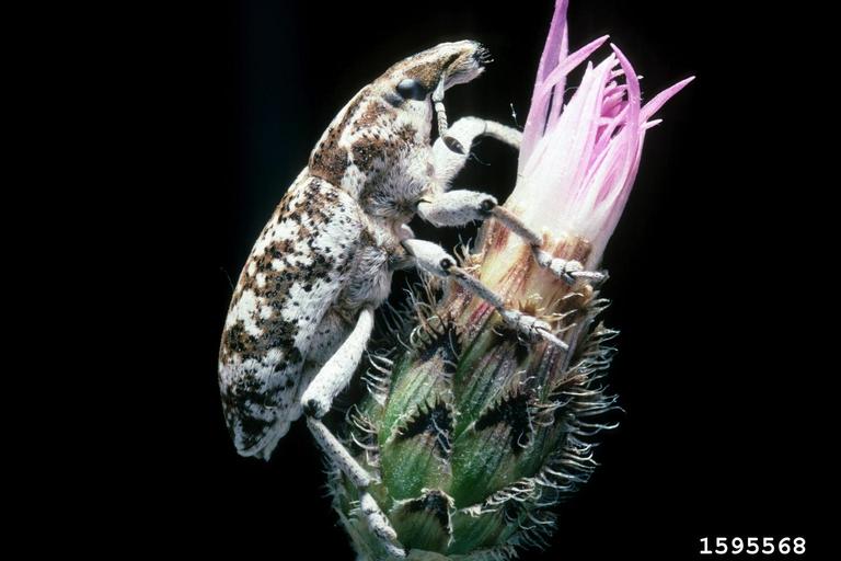 knapweed root weevil (Cyphocleonus achates (Fahraeus, 1842))