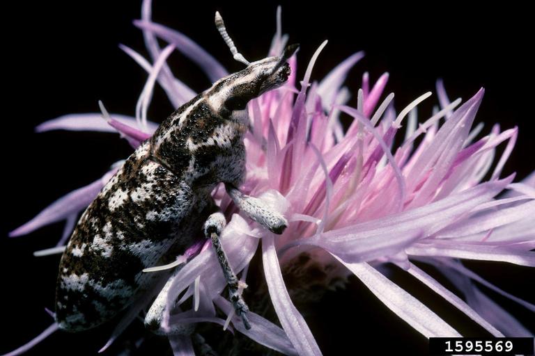 knapweed root weevil (Cyphocleonus achates (Fahraeus, 1842))