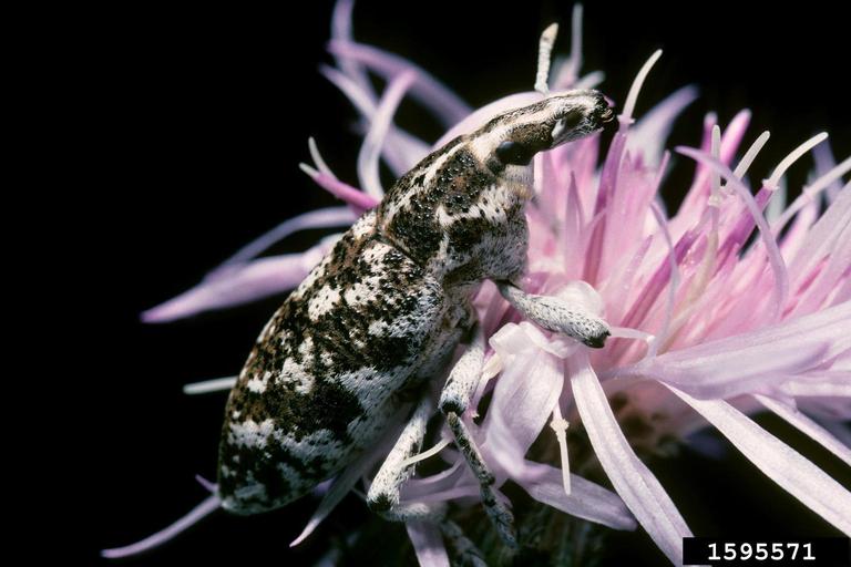 knapweed root weevil (Cyphocleonus achates (Fahraeus, 1842))