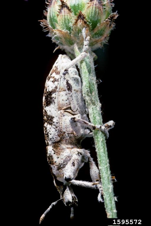 knapweed root weevil (Cyphocleonus achates (Fahraeus, 1842))