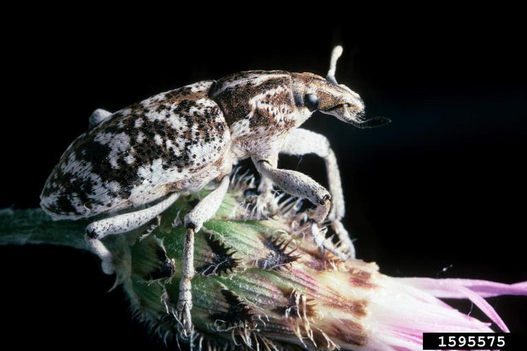 knapweed root weevil (Cyphocleonus achates (Fahraeus, 1842))