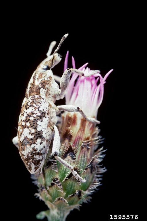 knapweed root weevil (Cyphocleonus achates)