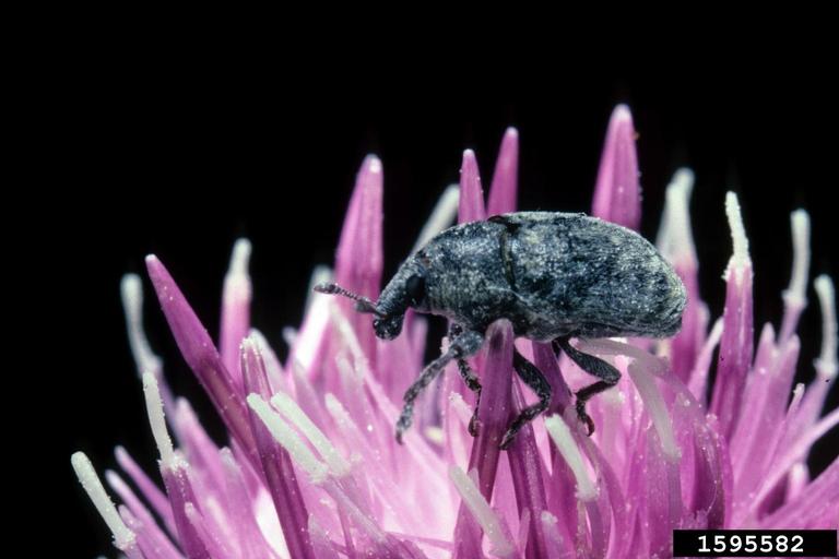 lesser knapweed flower weevil (Larinus minutus Gyllenhal, 1836)