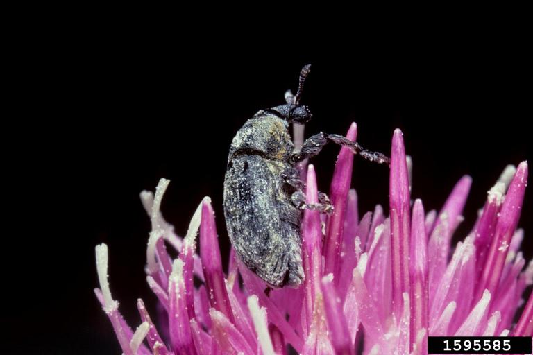 lesser knapweed flower weevil (Larinus minutus Gyllenhal, 1836)