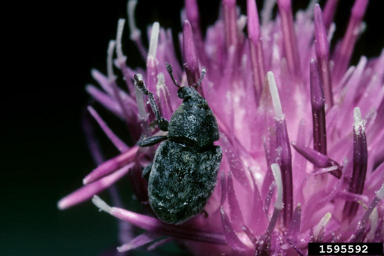 lesser knapweed flower weevil (Larinus minutus)