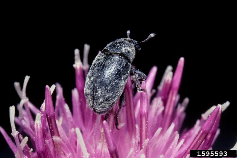 lesser knapweed flower weevil (Larinus minutus)