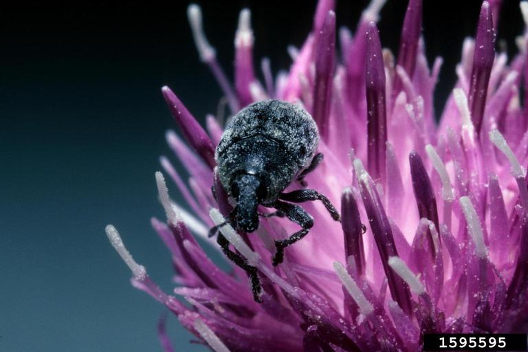 lesser knapweed flower weevil (Larinus minutus Gyllenhal, 1836)