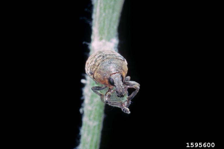 lesser knapweed flower weevil (Larinus minutus Gyllenhal, 1836)