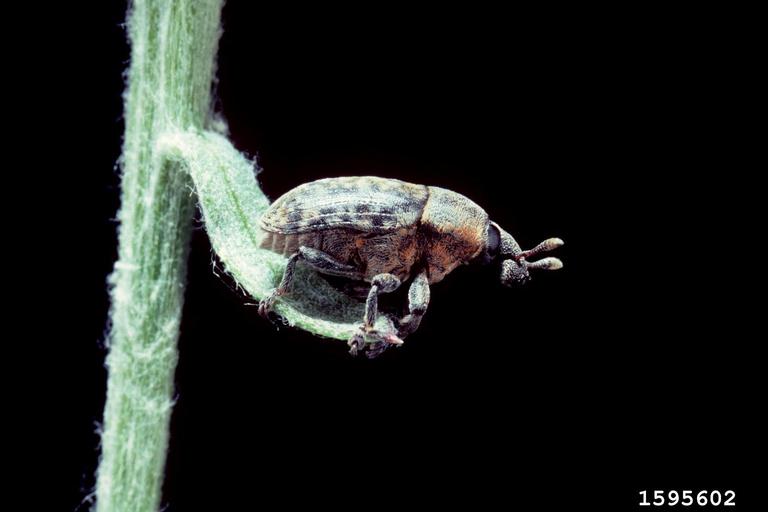 lesser knapweed flower weevil (Larinus minutus Gyllenhal, 1836)