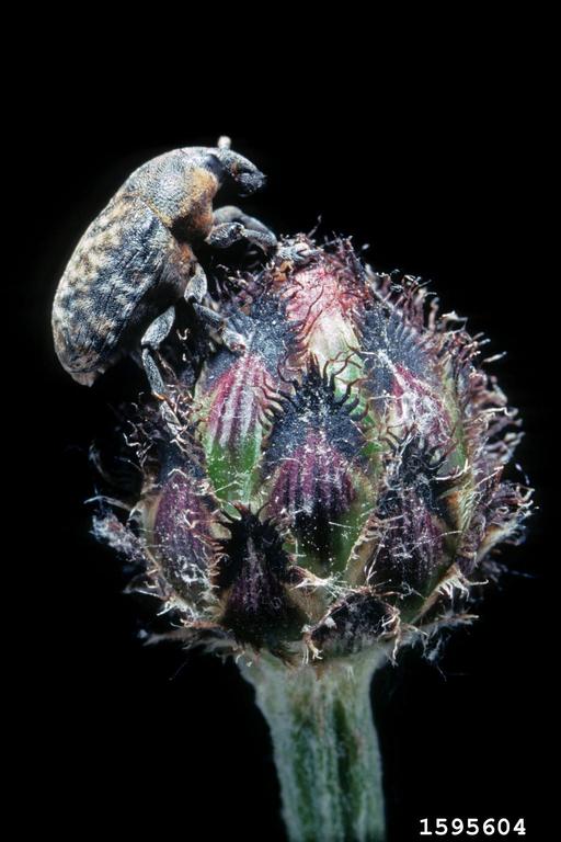lesser knapweed flower weevil (Larinus minutus Gyllenhal, 1836)