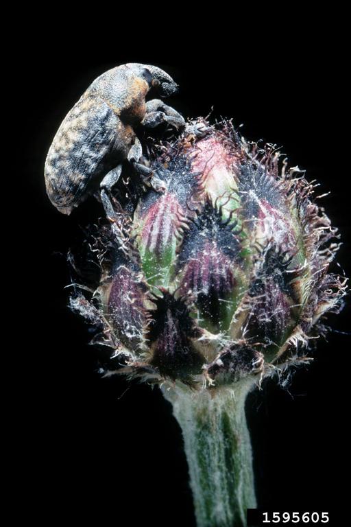 lesser knapweed flower weevil (Larinus minutus)