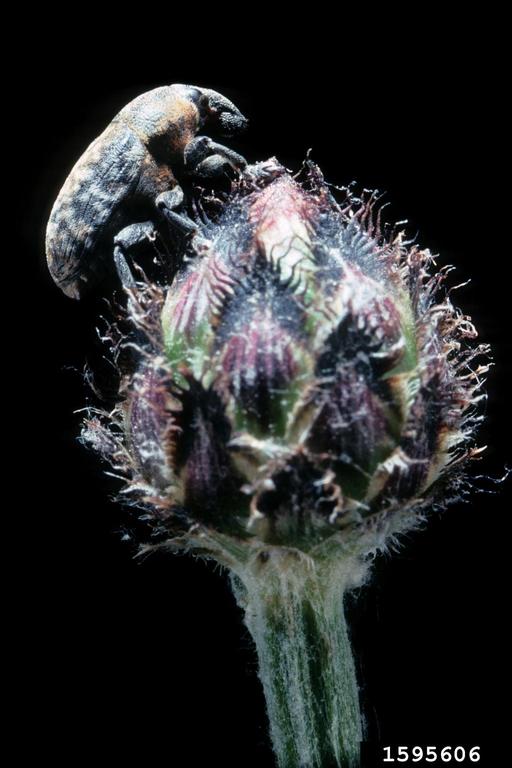 lesser knapweed flower weevil (Larinus minutus Gyllenhal, 1836)