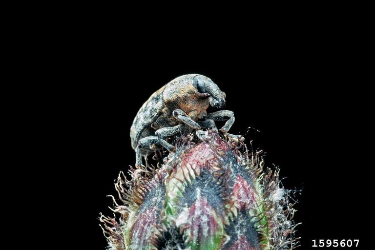 lesser knapweed flower weevil (Larinus minutus Gyllenhal, 1836)