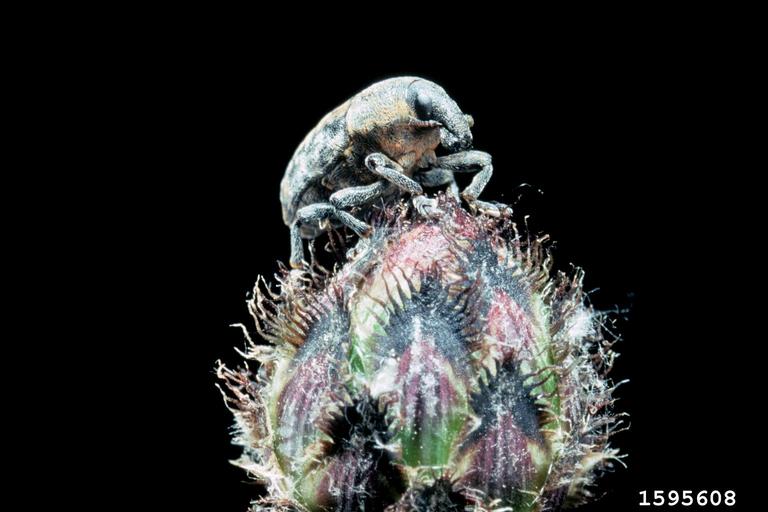lesser knapweed flower weevil (Larinus minutus Gyllenhal, 1836)