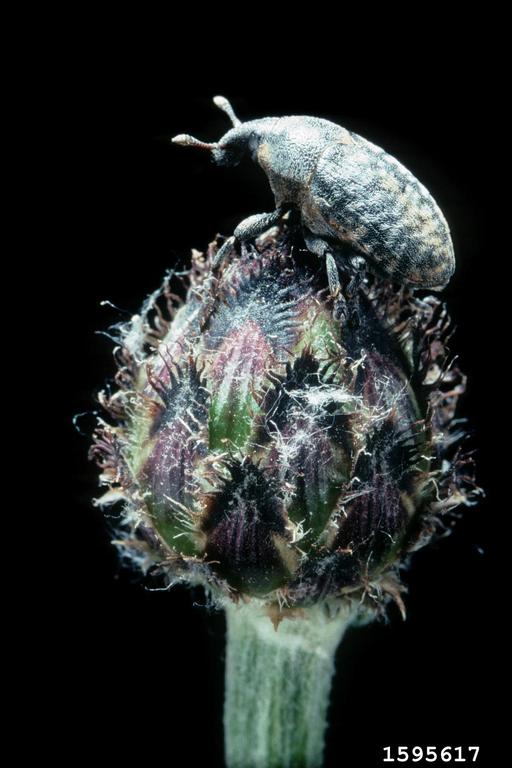 lesser knapweed flower weevil (Larinus minutus)