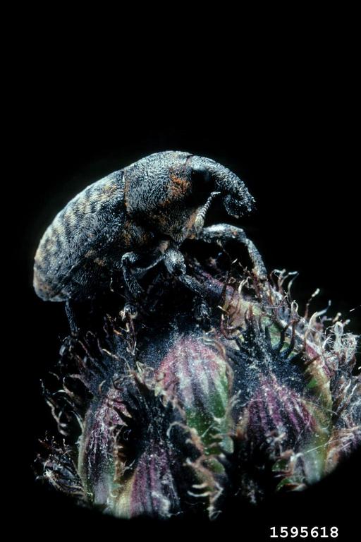 lesser knapweed flower weevil (Larinus minutus)