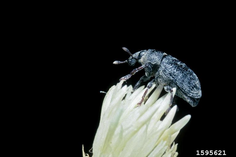lesser knapweed flower weevil (Larinus minutus Gyllenhal, 1836)