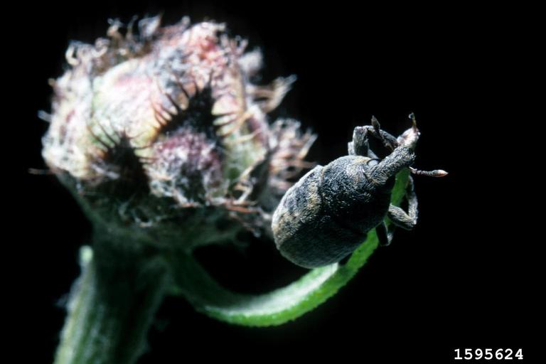 lesser knapweed flower weevil (Larinus minutus Gyllenhal, 1836)