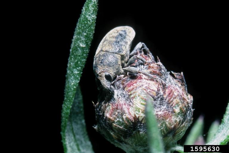 lesser knapweed flower weevil (Larinus minutus Gyllenhal, 1836)