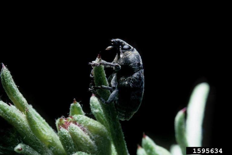 lesser knapweed flower weevil (Larinus minutus Gyllenhal, 1836)