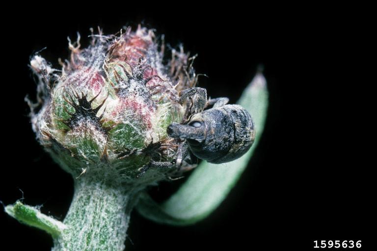 lesser knapweed flower weevil (Larinus minutus Gyllenhal, 1836)