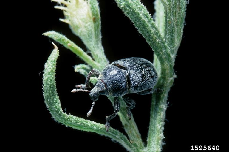 lesser knapweed flower weevil (Larinus minutus Gyllenhal, 1836)