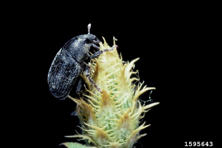 lesser knapweed flower weevil (Larinus minutus)