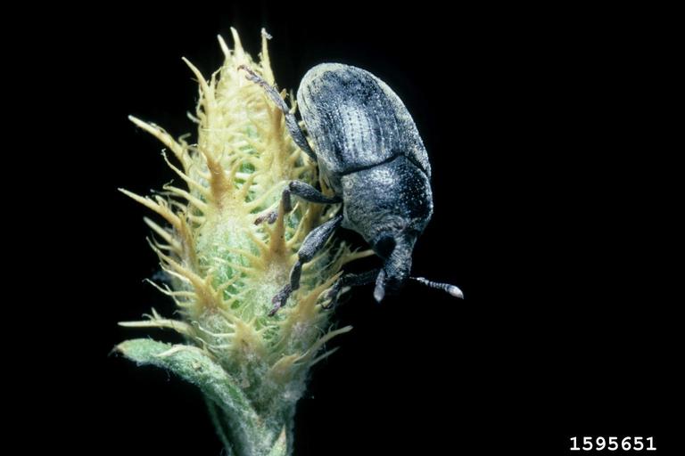lesser knapweed flower weevil (Larinus minutus)