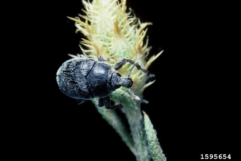 lesser knapweed flower weevil (Larinus minutus)