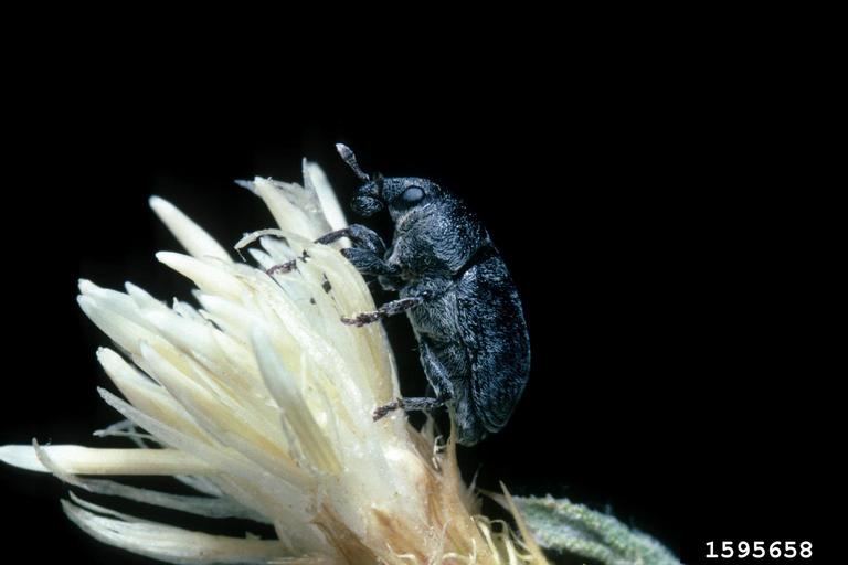 lesser knapweed flower weevil (Larinus minutus Gyllenhal, 1836)