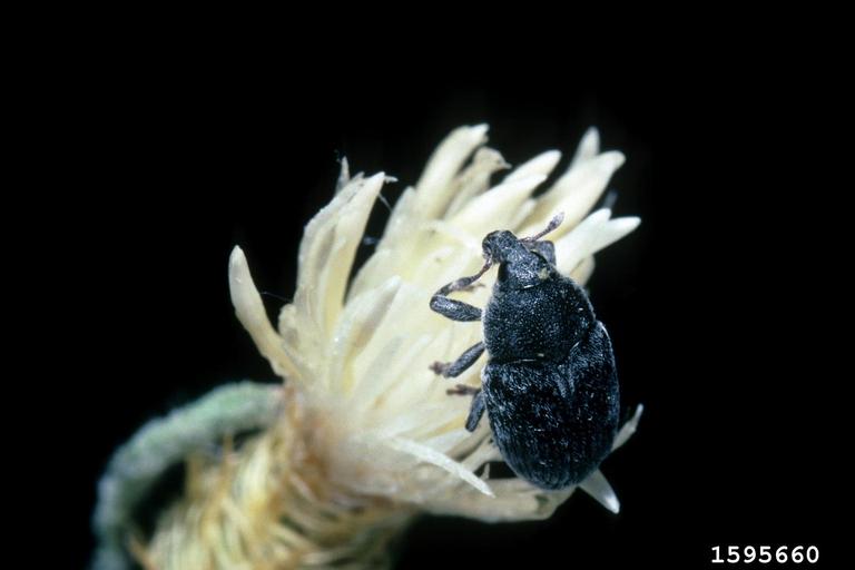 lesser knapweed flower weevil (Larinus minutus Gyllenhal, 1836)