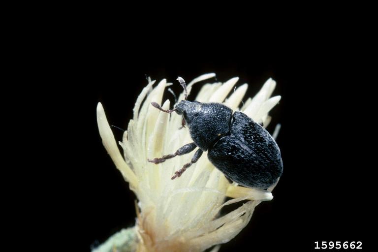 lesser knapweed flower weevil (Larinus minutus)