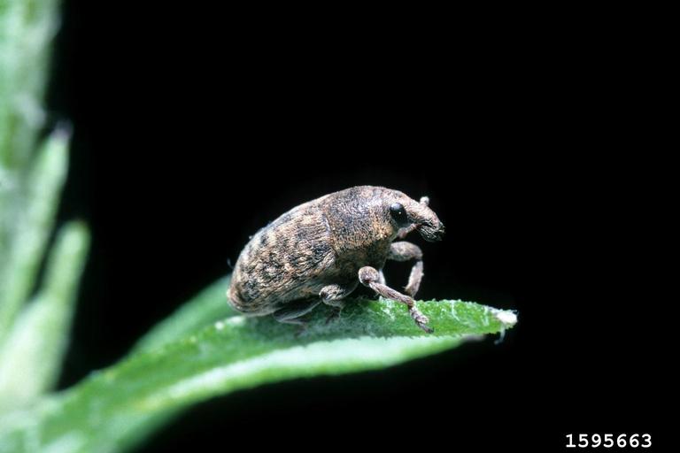 lesser knapweed flower weevil (Larinus minutus Gyllenhal, 1836)