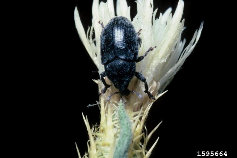 lesser knapweed flower weevil (Larinus minutus Gyllenhal, 1836)