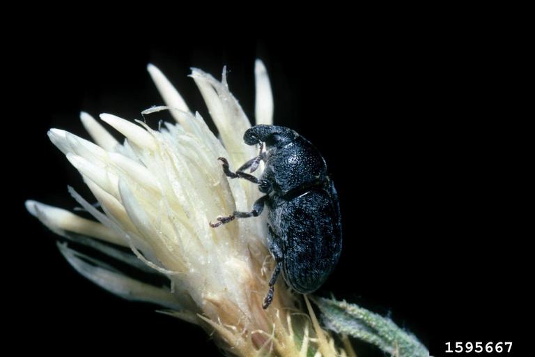 lesser knapweed flower weevil (Larinus minutus)
