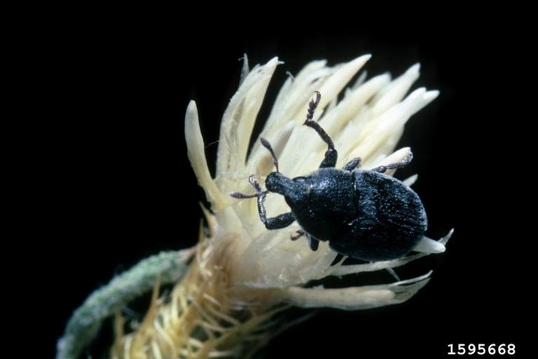lesser knapweed flower weevil (Larinus minutus)