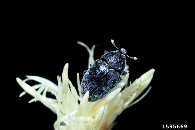 lesser knapweed flower weevil (Larinus minutus)