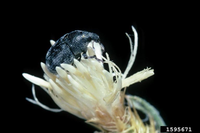 lesser knapweed flower weevil (Larinus minutus Gyllenhal, 1836)