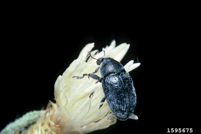 lesser knapweed flower weevil (Larinus minutus Gyllenhal, 1836)