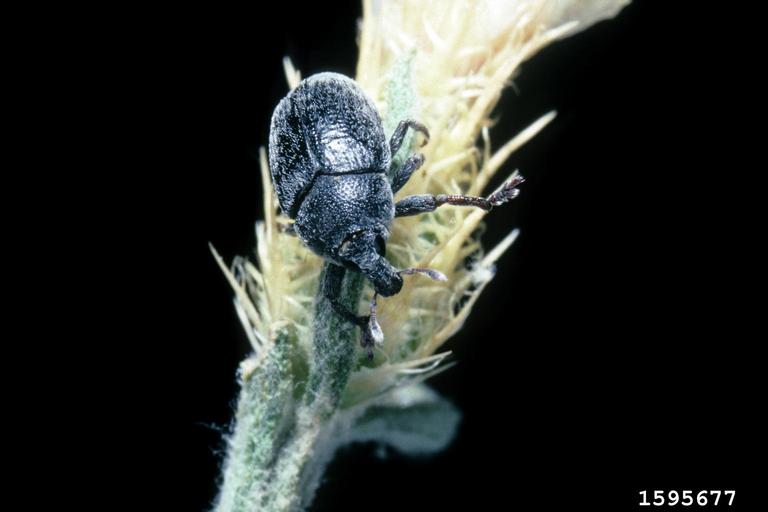 lesser knapweed flower weevil (Larinus minutus)