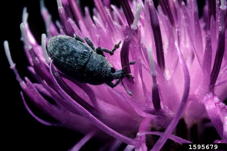 lesser knapweed flower weevil (Larinus minutus)