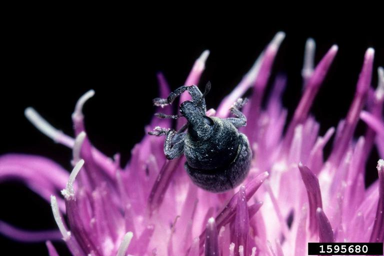 lesser knapweed flower weevil (Larinus minutus)