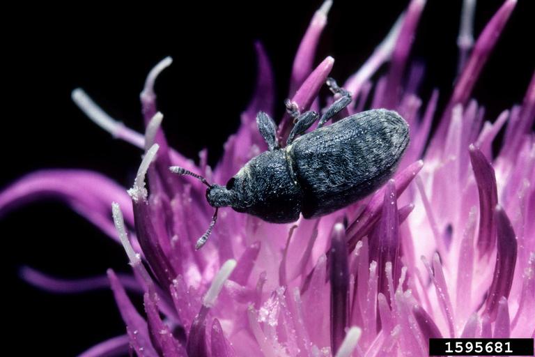 lesser knapweed flower weevil (Larinus minutus)