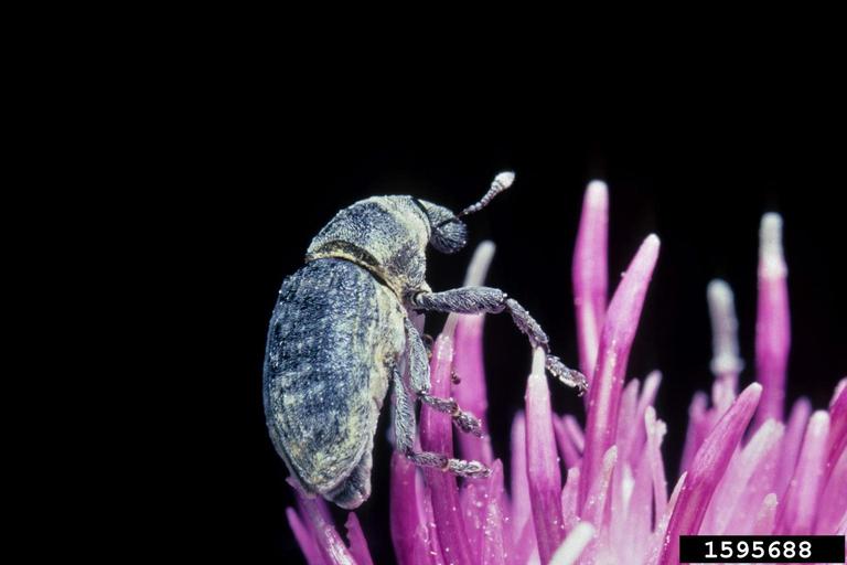 lesser knapweed flower weevil (Larinus minutus ) on knapweeds ...