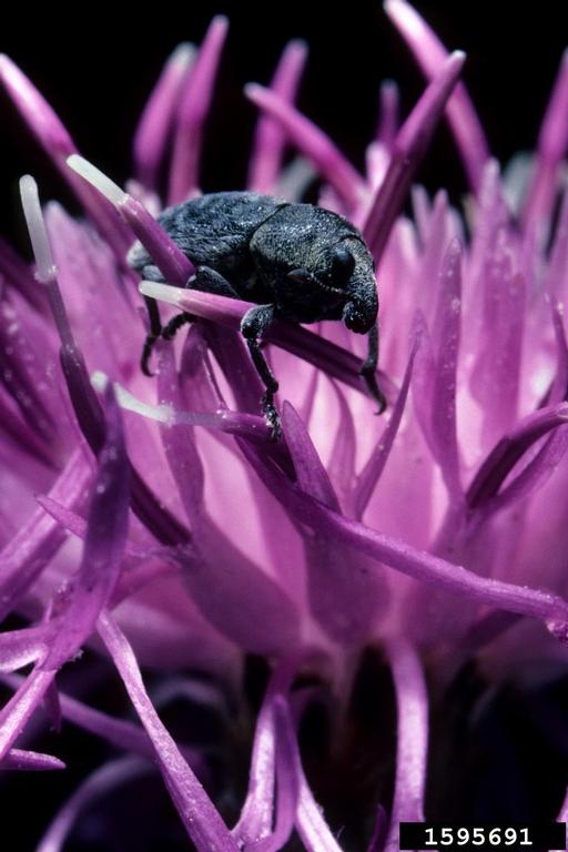 lesser knapweed flower weevil (Larinus minutus Gyllenhal, 1836)